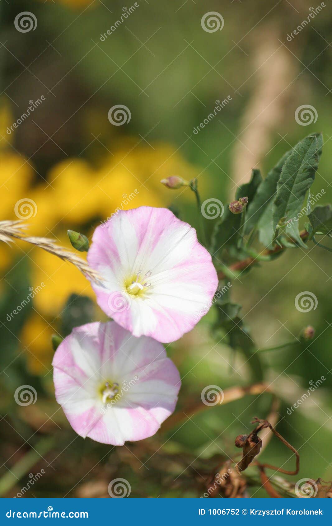 Field Bindweed stock photo. Image of flowers, field, wild - 1006752