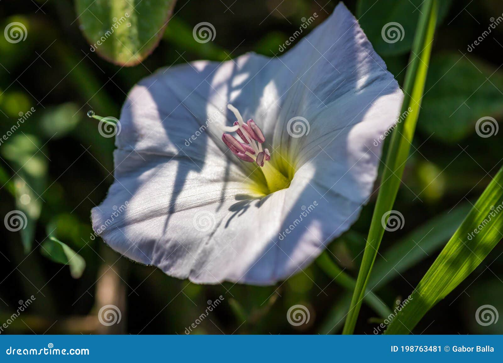 Field Bindweed Convolvulus Arvensis Stock Image - Image of wild ...