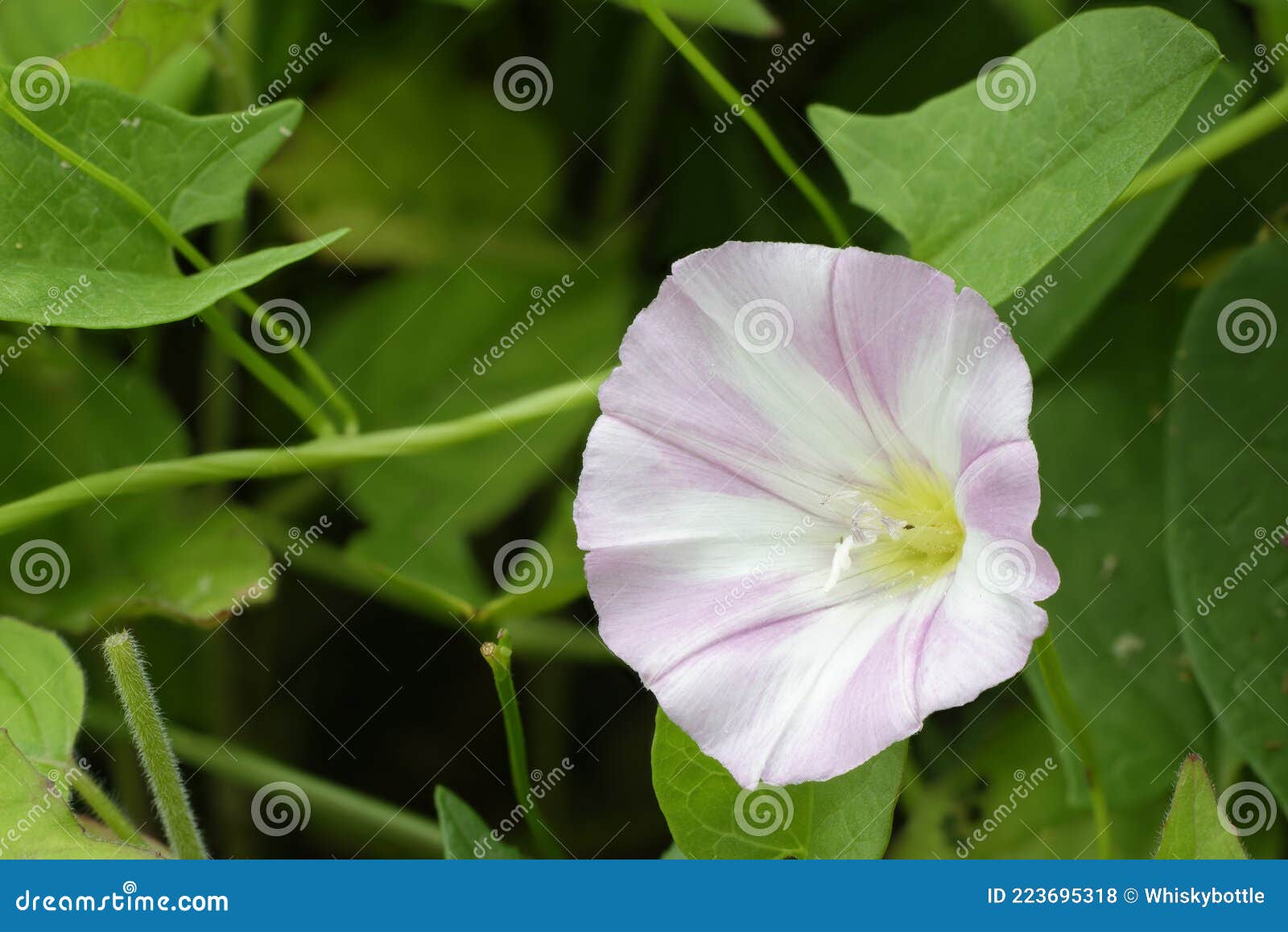 Field Bindweed stock photo. Image of bindweed, nature - 223695318