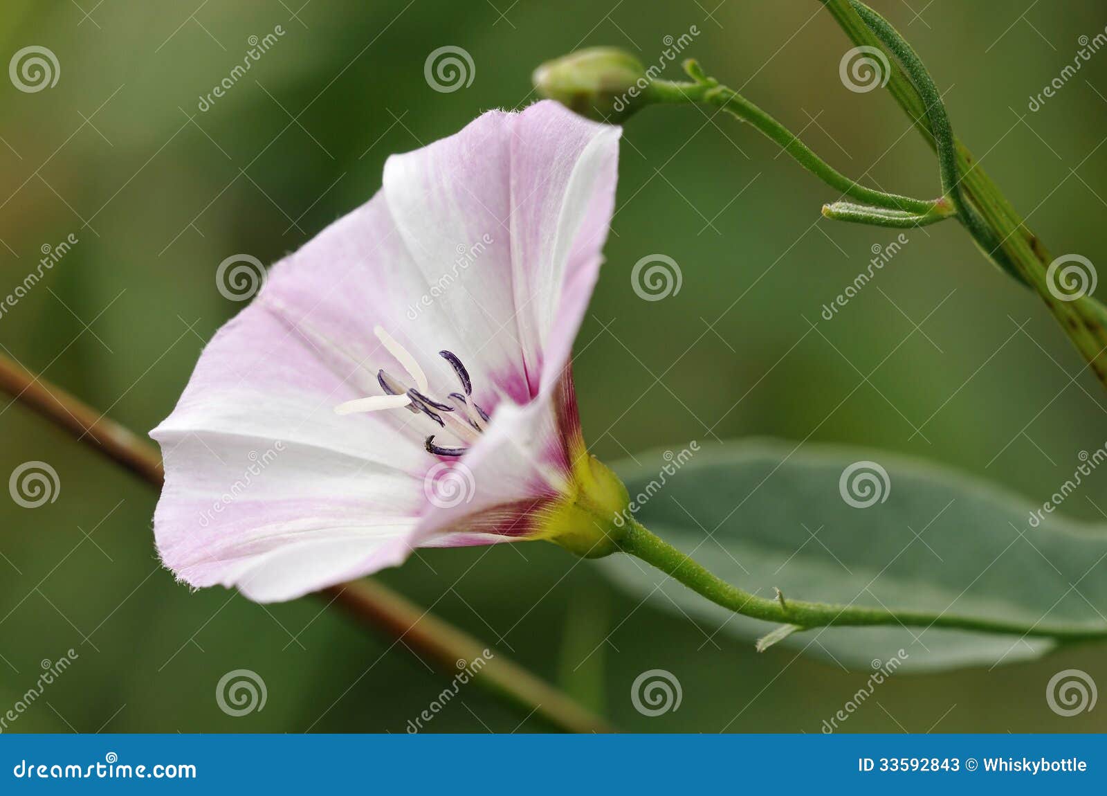 Field Bindweed stock image. Image of flower, britain - 33592843