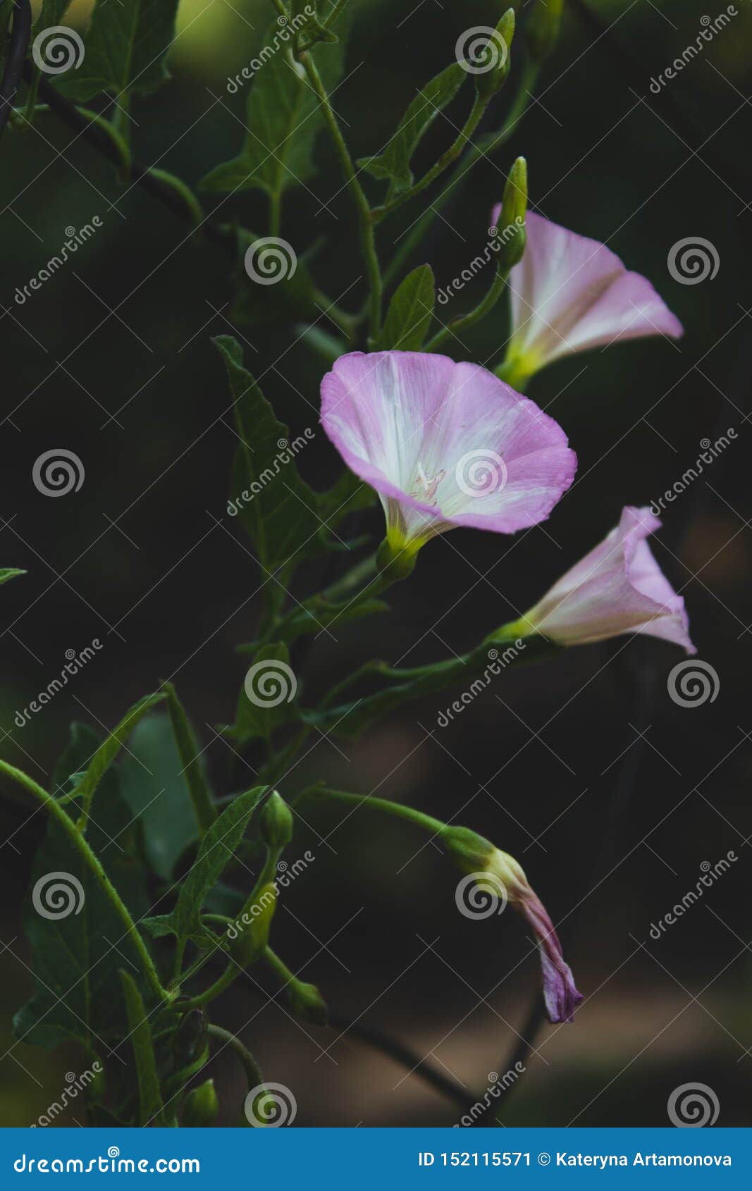 Field bindweed, pink. stock image. Image of hedge, bindweed - 152115571