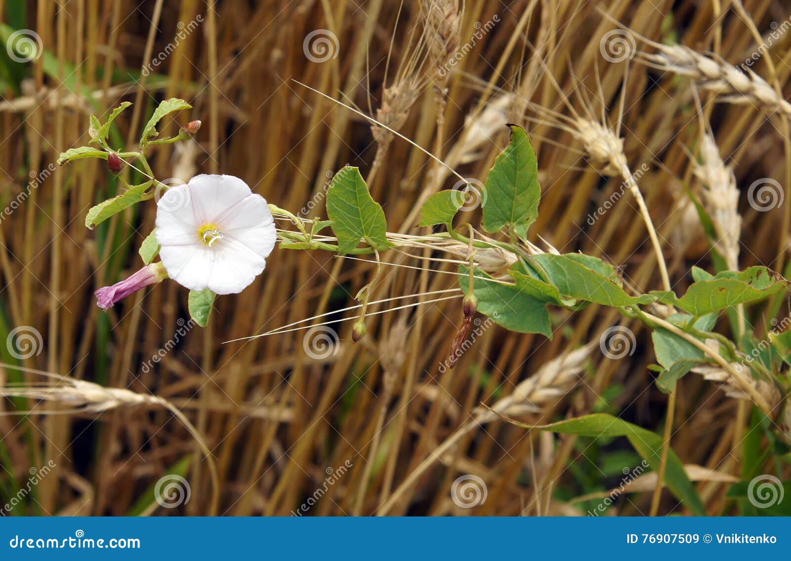 Field Bindweed In Wheat Field Stock Image | CartoonDealer.com #76907509