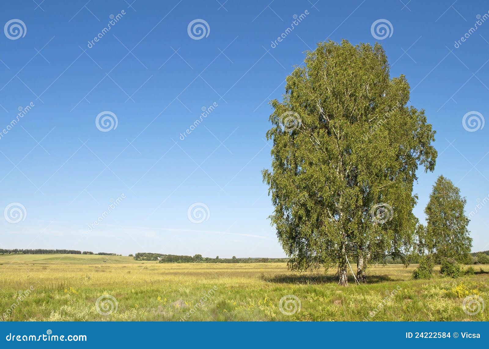 Field and birch trees stock photo. Image of beauty, blue - 24222584