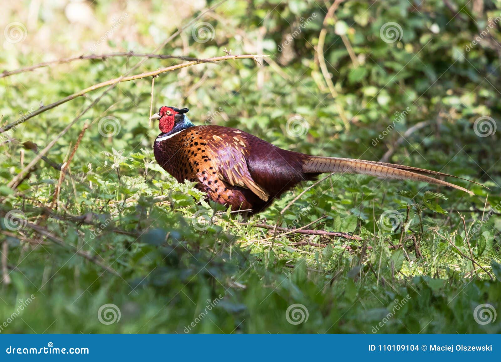 Common Pheasant, Pheasant, Phasianus Colchicus Stock Photo - Image of ...