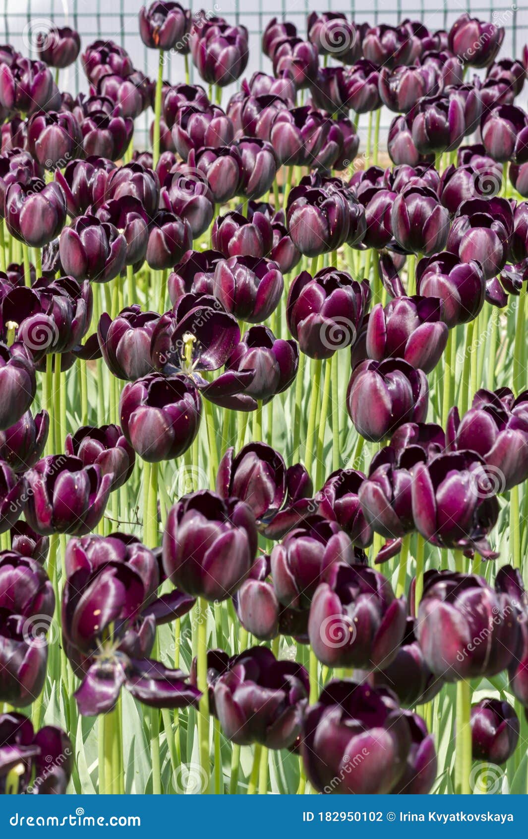 Field of black tulips stock photo. Image of flora, field - 182950102