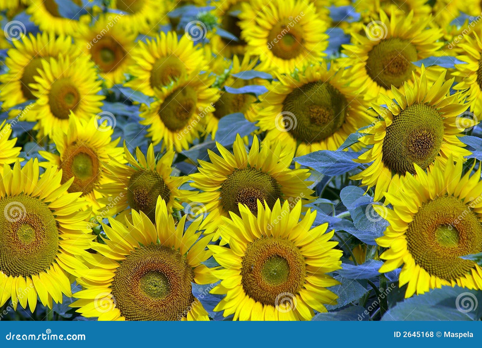 Field of Bloomed Sunflowers Stock Photo - Image of italy, farm: 2645168