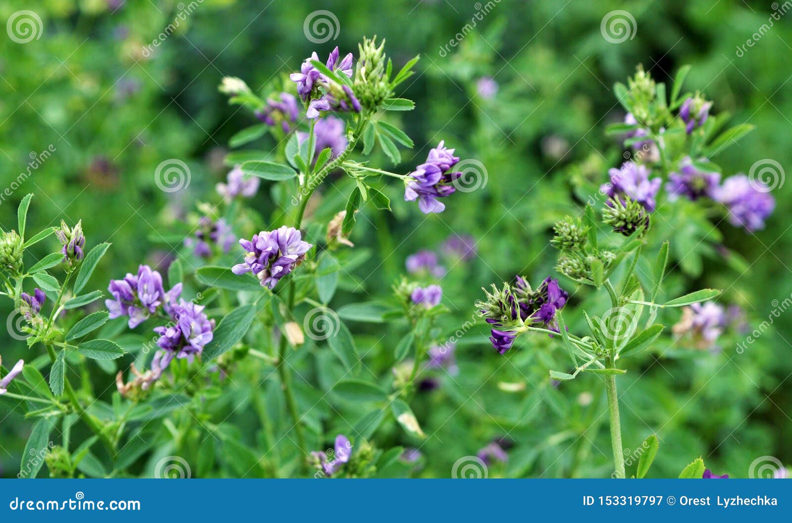 The Field is Blooming Alfalfa Stock Image - Image of floral, grass ...