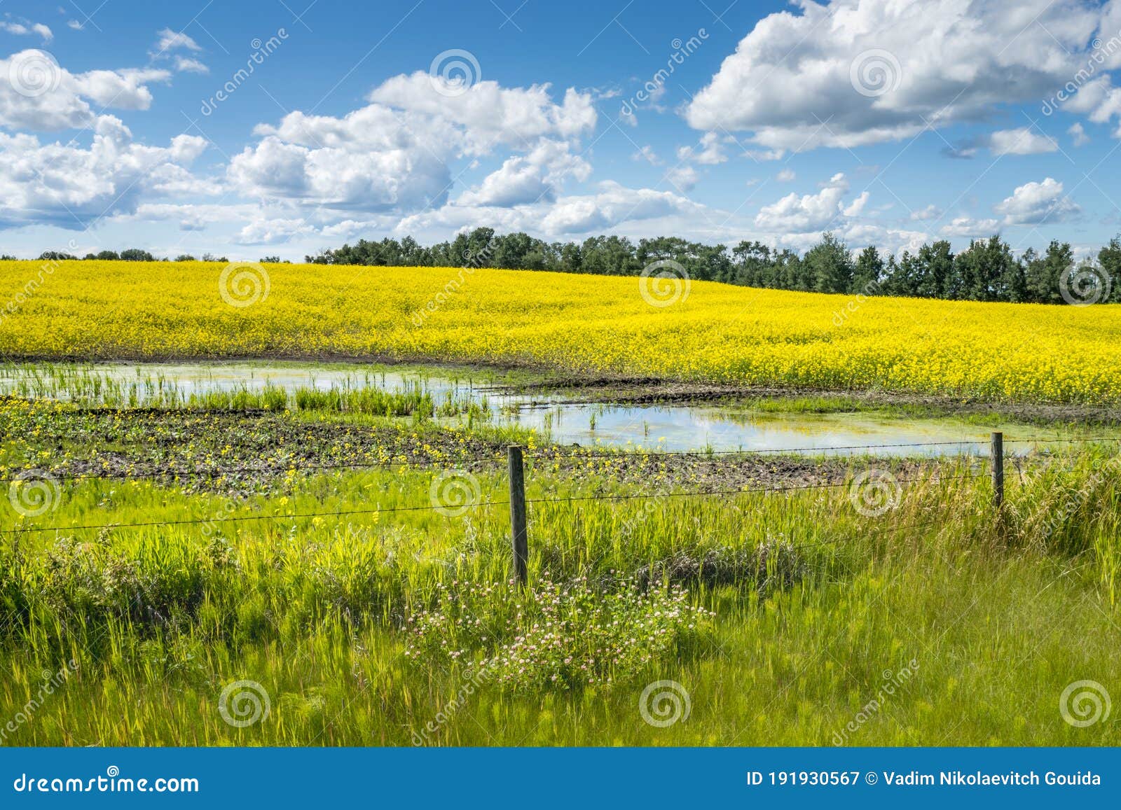 Field of Blooming Canola Field Stock Image - Image of blooming, outdoor ...
