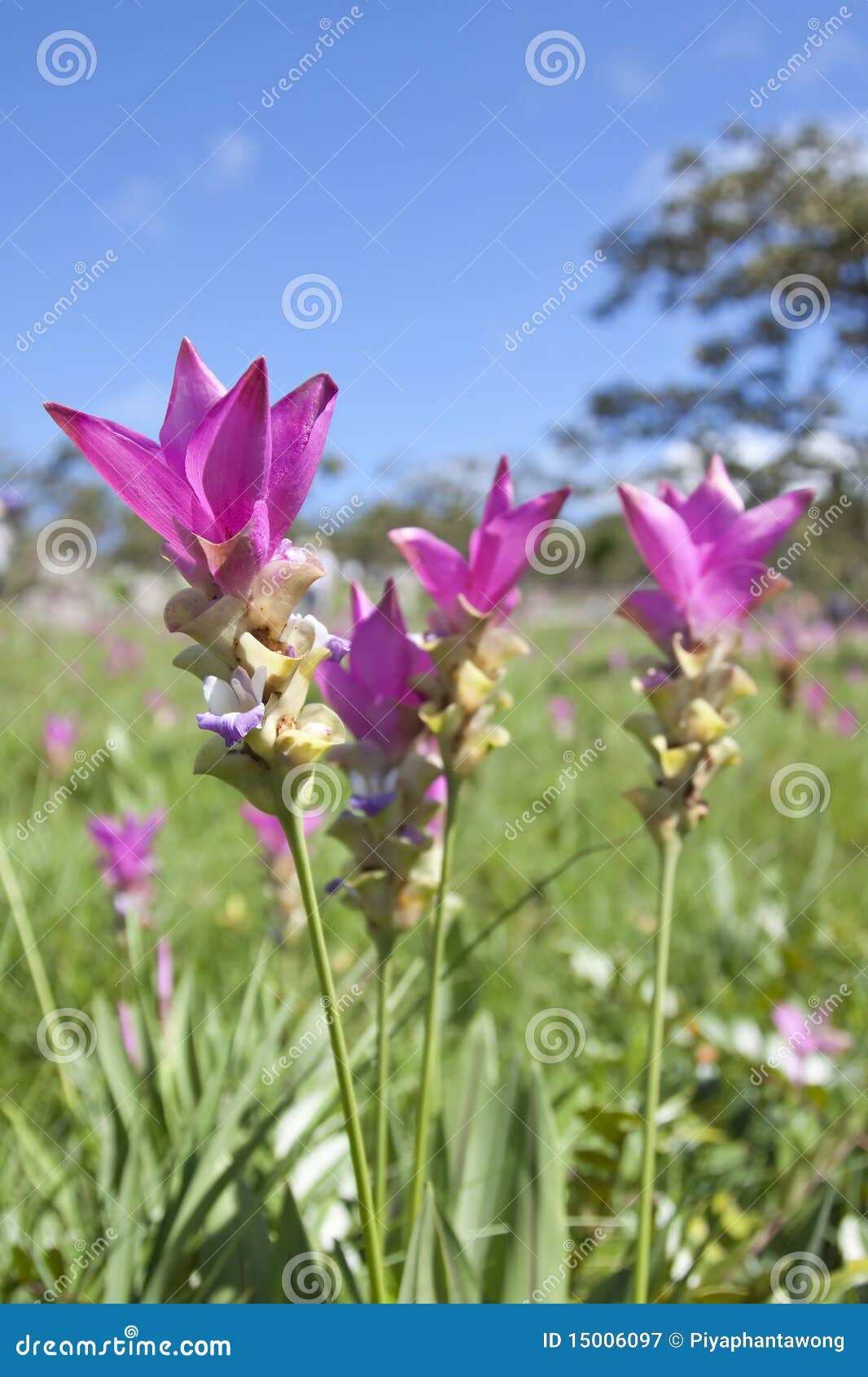 Field of Blooming curcuma stock image. Image of petals - 15006097
