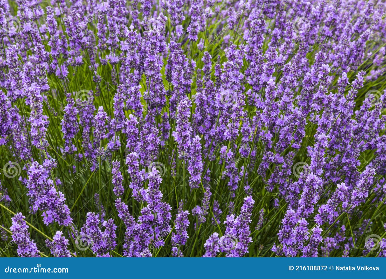 Field of Blooming Lavender Close-up Stock Photo - Image of botany ...