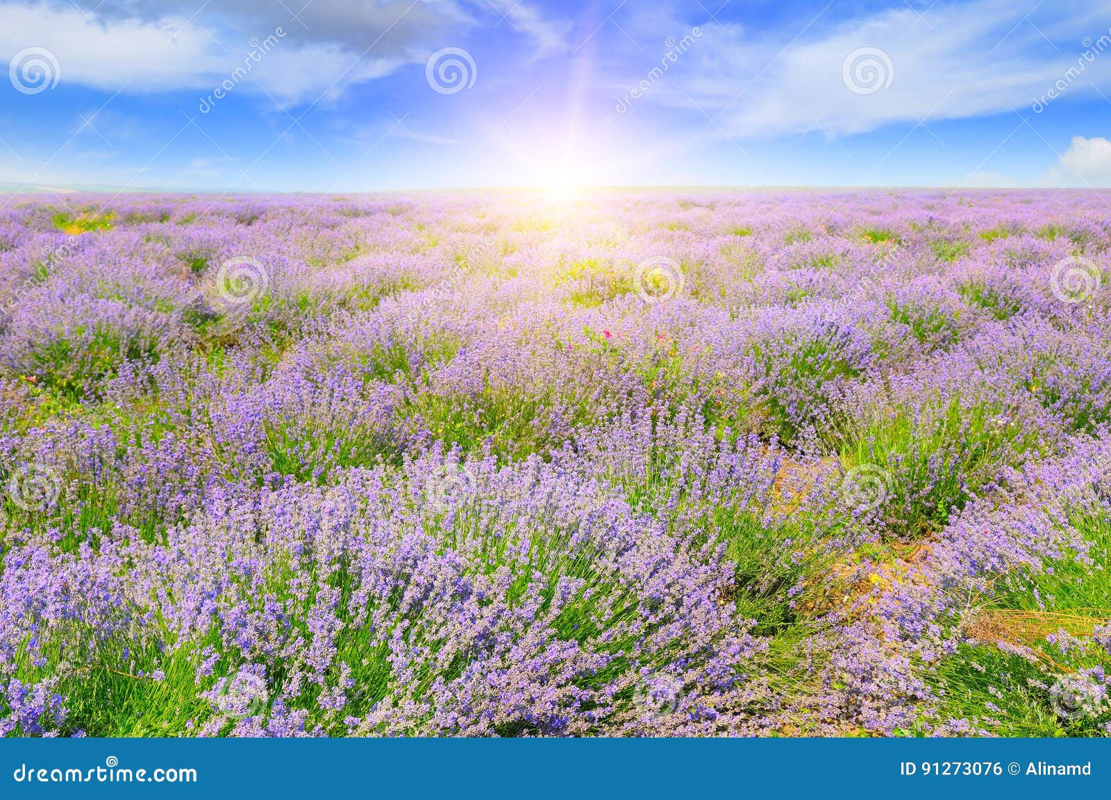 Field with Blooming Lavender and Sunrise Stock Photo - Image of ...