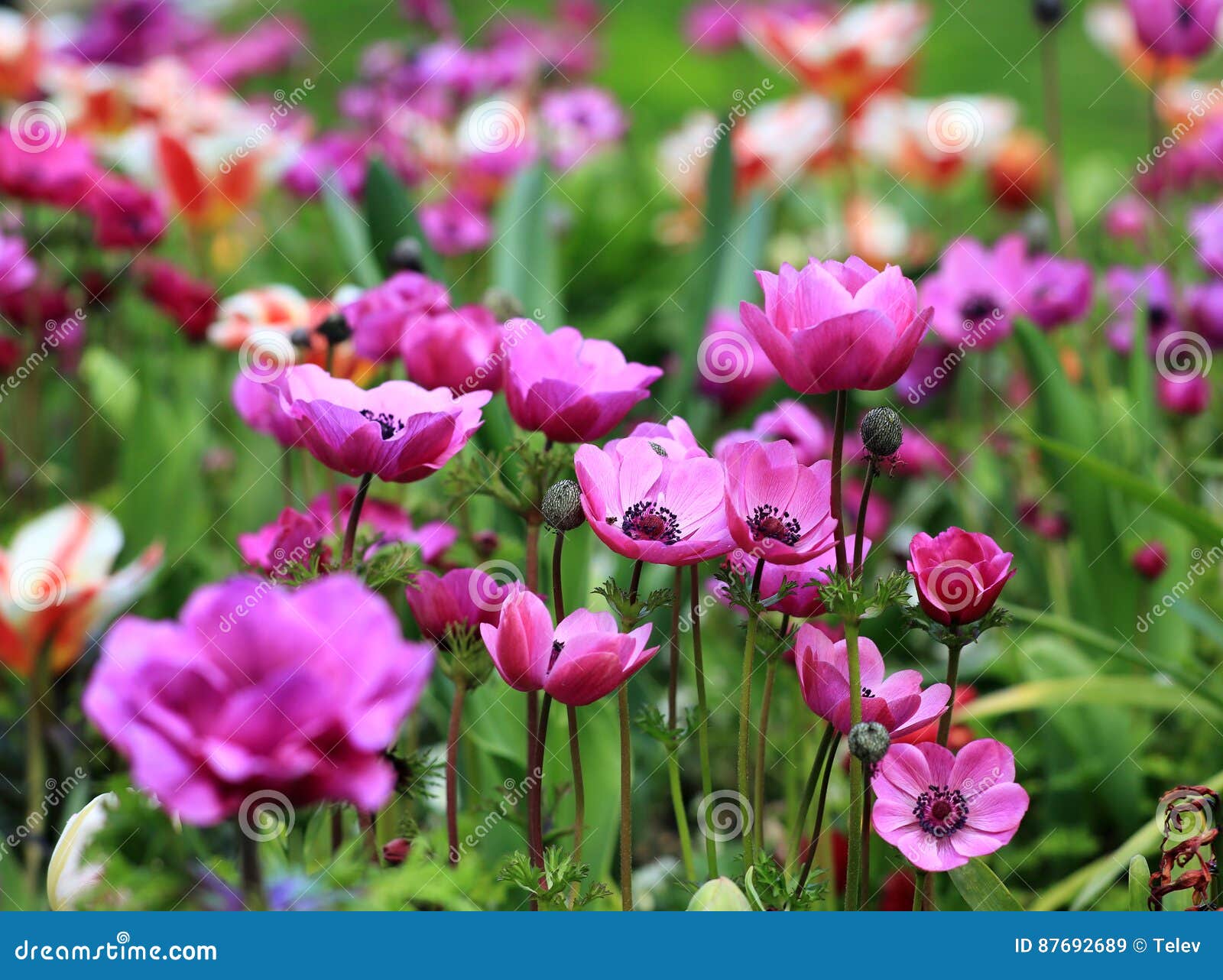 A Field of Blooming Pink Anemones Stock Image - Image of blooming ...