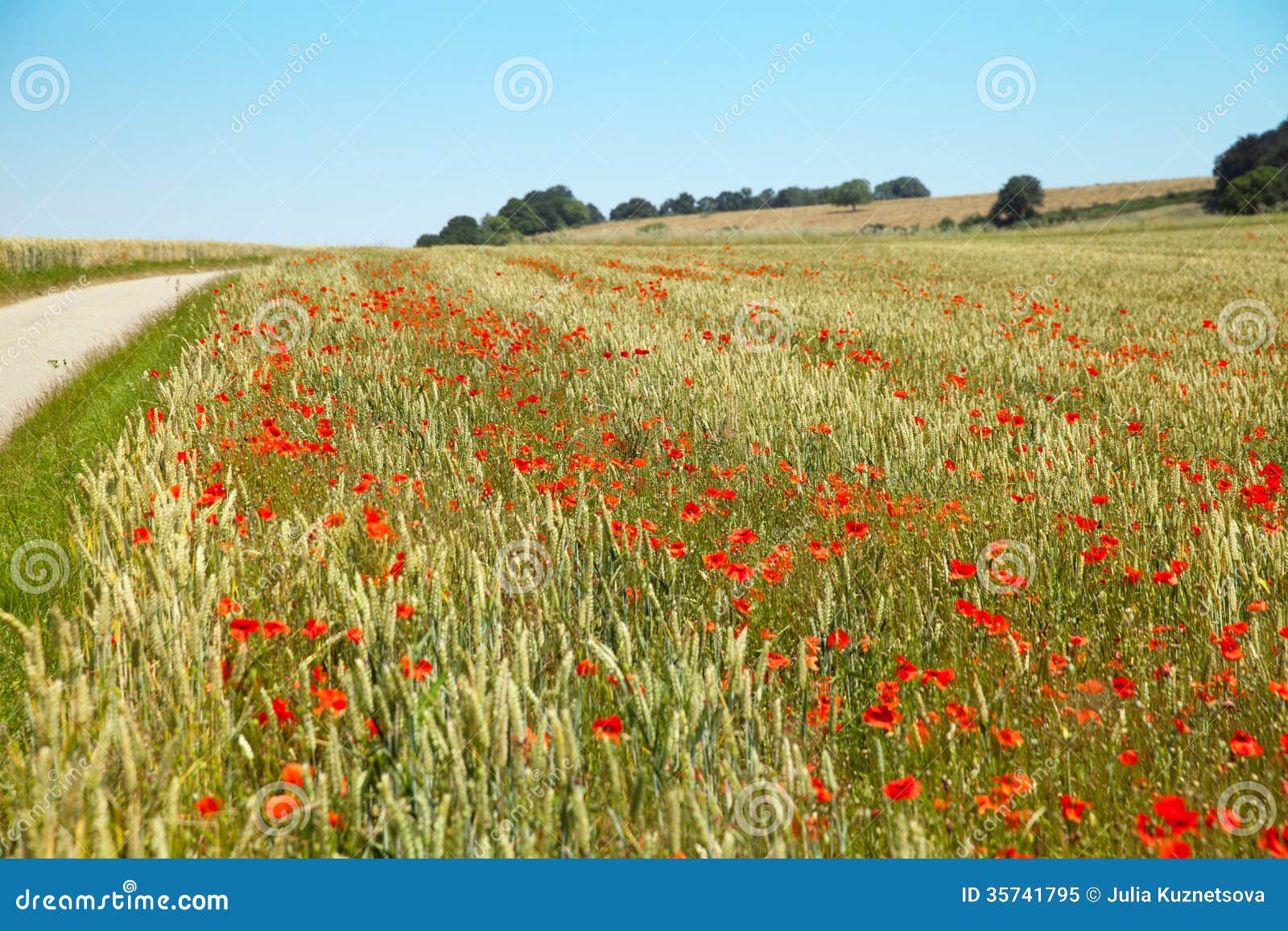 Field of Blooming Poppy Seed Stock Image - Image of nature, growth ...
