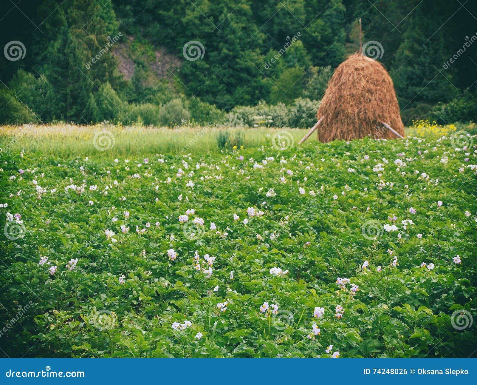 Field of Blooming Potato and Haystack Stock Photo - Image of natural ...