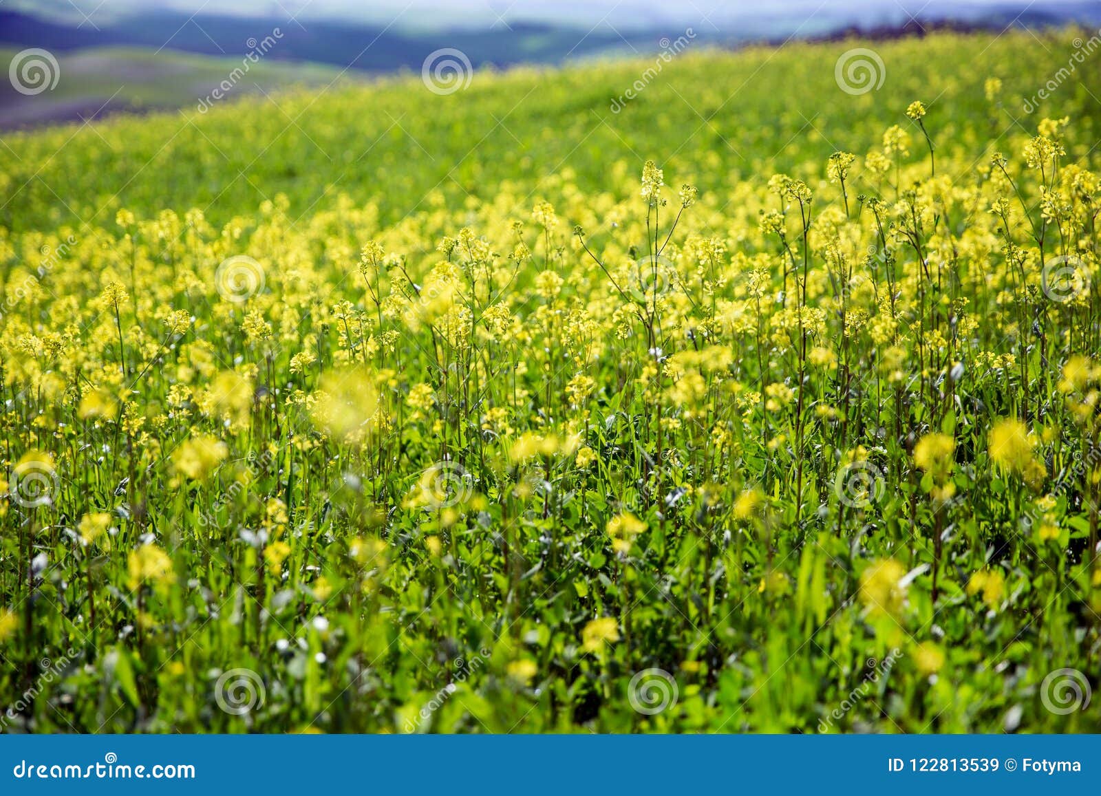 Field of blooming rapeseed stock image. Image of plant - 122813539