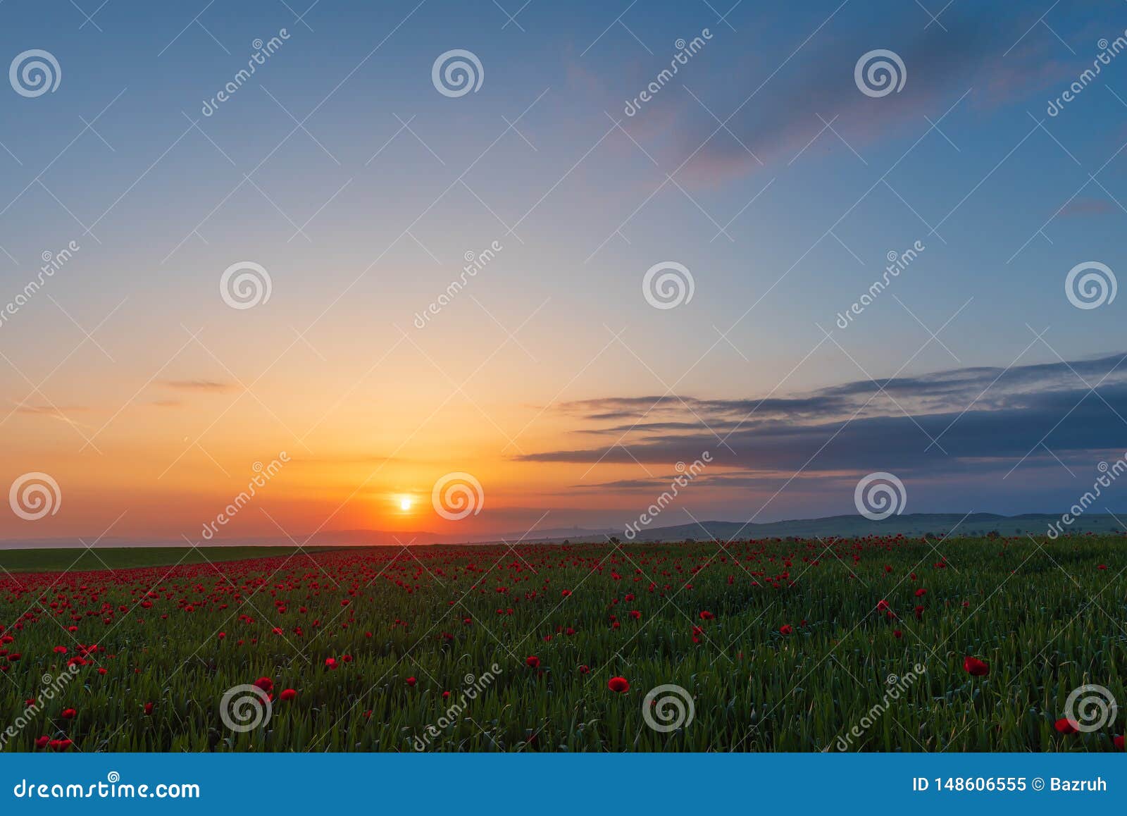 Field with Blooming Red Poppies at Sunset Time Stock Image - Image of ...