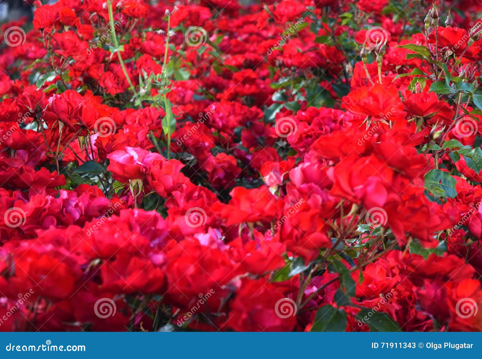 Field of Blooming Red Roses Stock Image - Image of romance, plant: 71911343