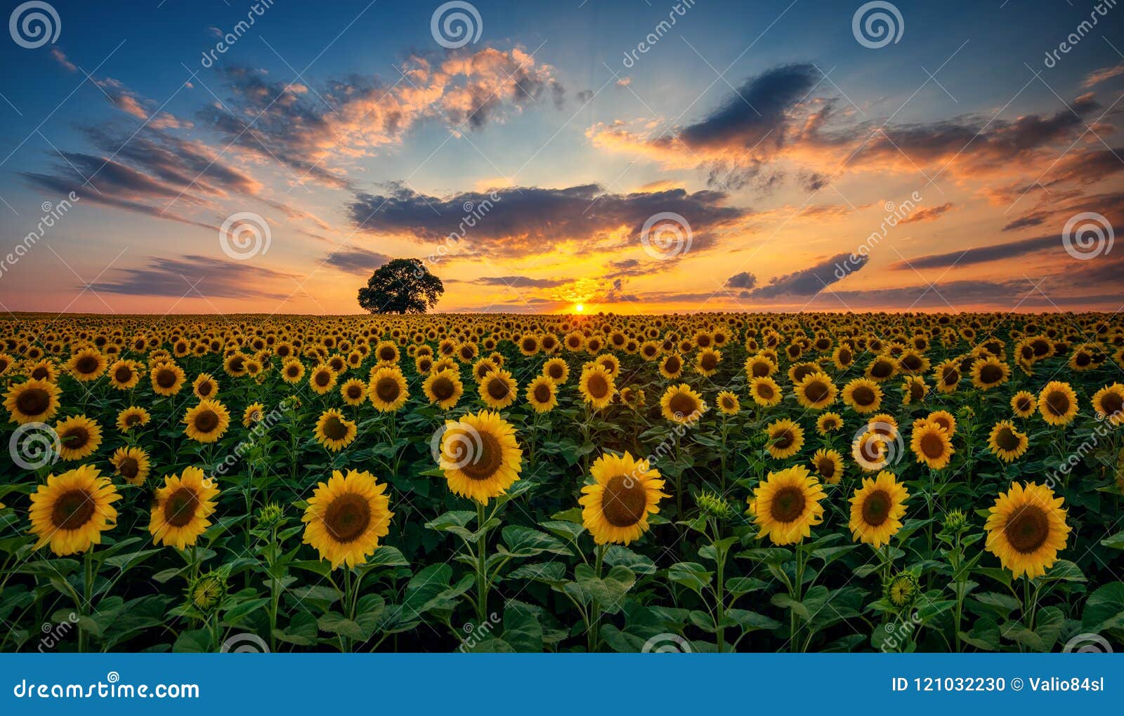 Field of Blooming Sunflowers and Tree on a Background Sunset Stock ...