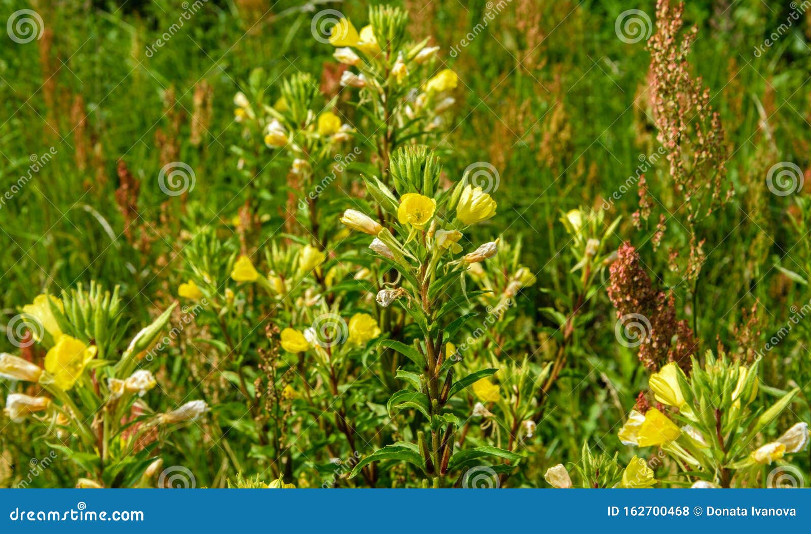 Field with Blooming Yellow Flowers of Evening Primrose Stock Photo ...
