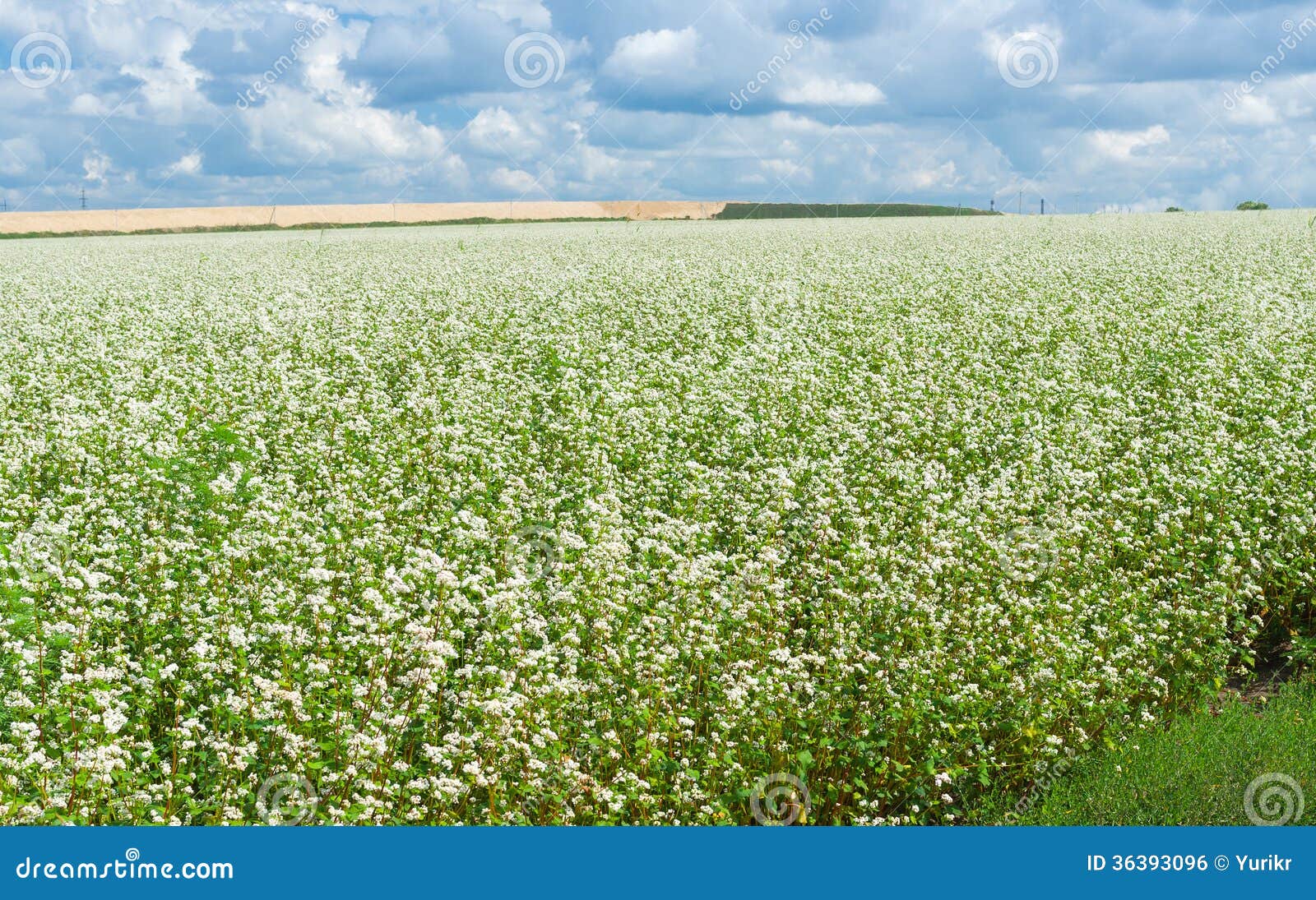 Field with Blossoming Buckwheat Stock Photo - Image of buckwheat ...
