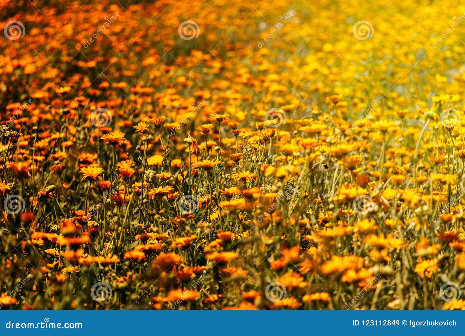 Field of Blossoming Calendula Stock Image - Image of freshness ...