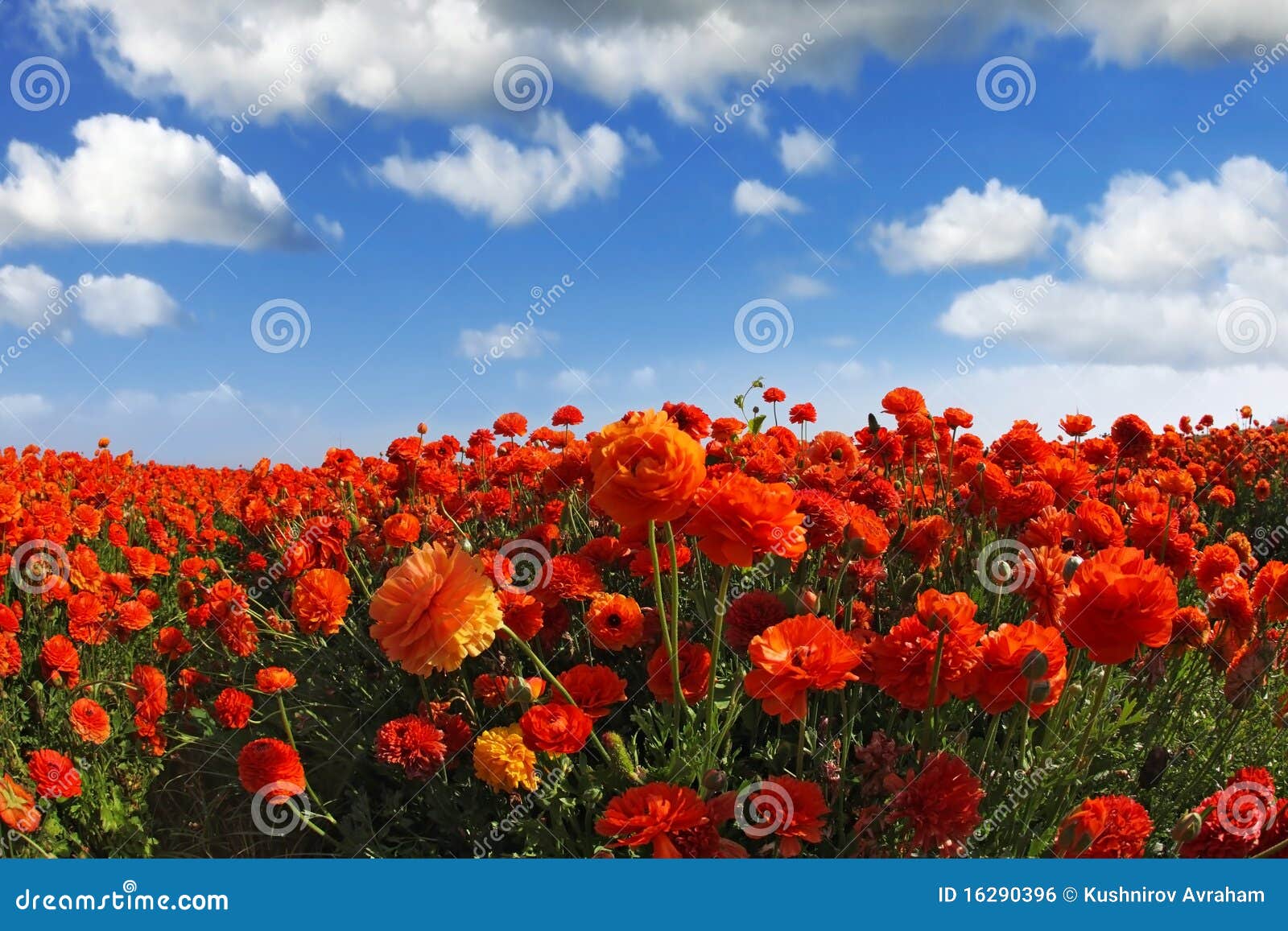 The Field of the Blossoming Red-orange Flowers Stock Photo - Image of ...