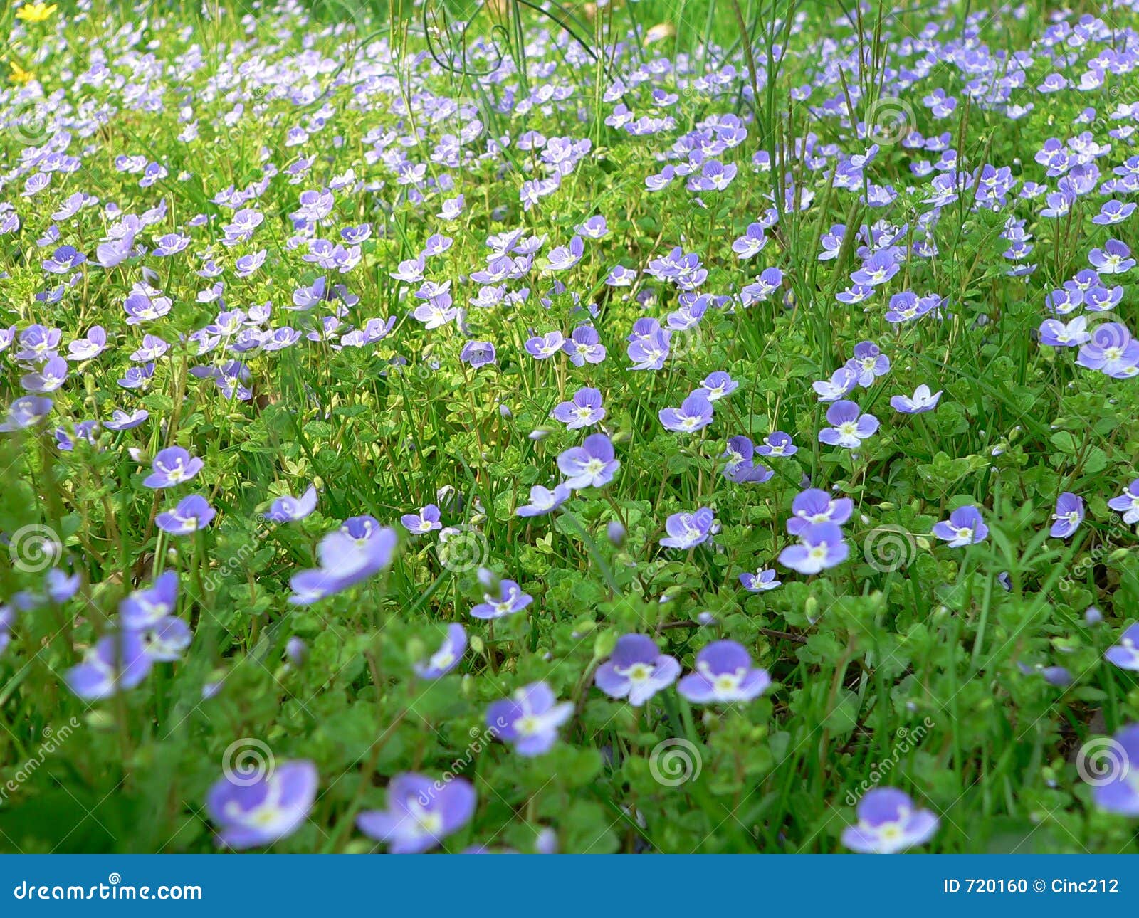 Field of Blue stock photo. Image of smell, pretty, leaves - 720160