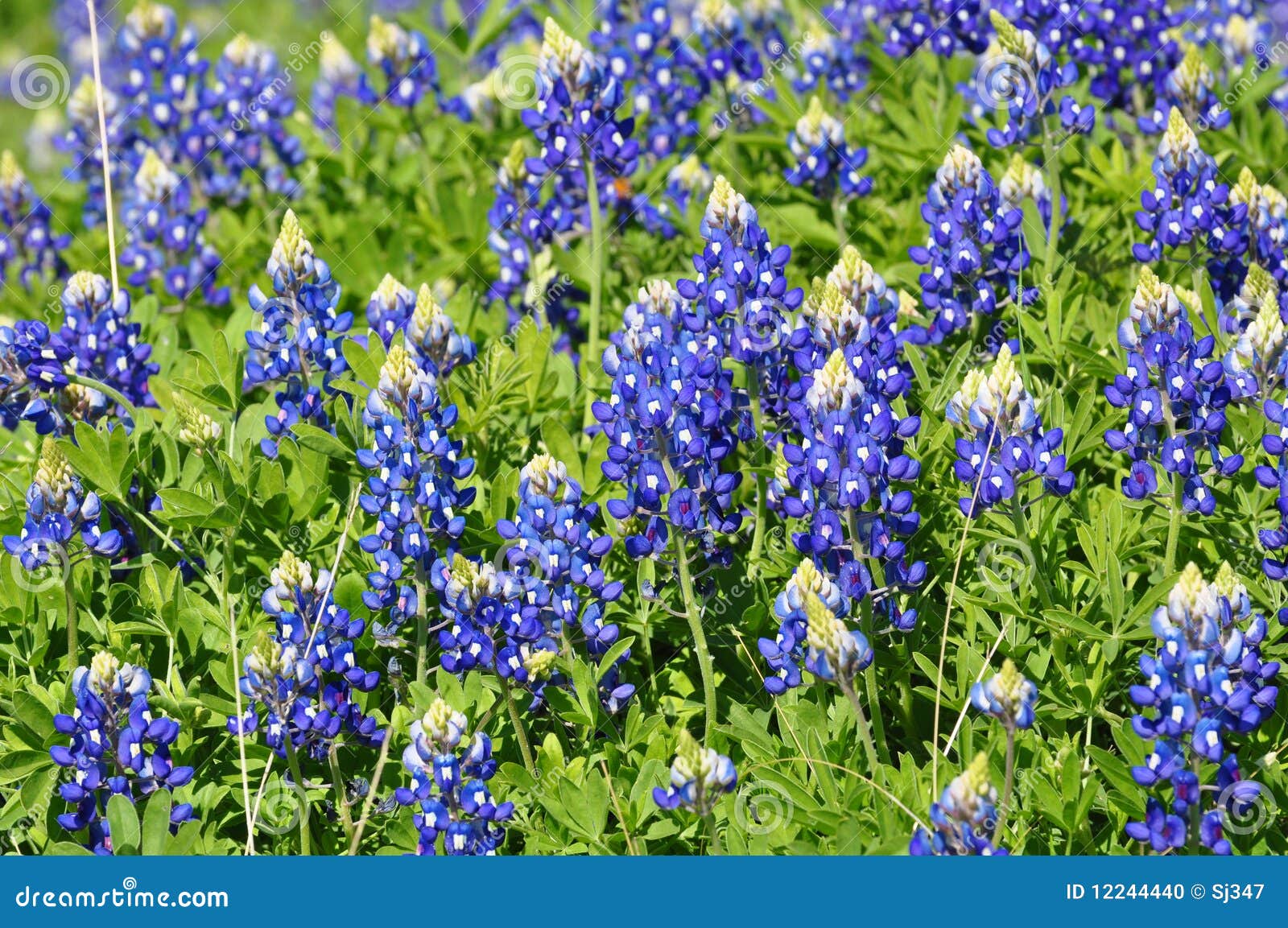 Field of Blue Bonnets stock photo. Image of flower, outside - 12244440