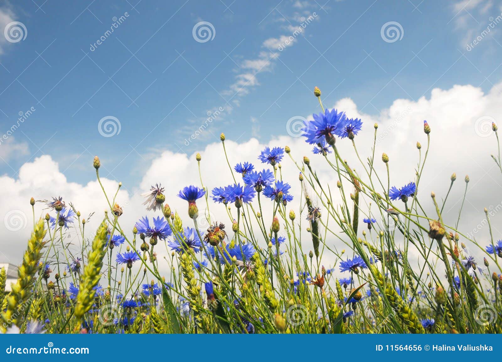 Field from blue cornflower stock photo. Image of rural - 11564656