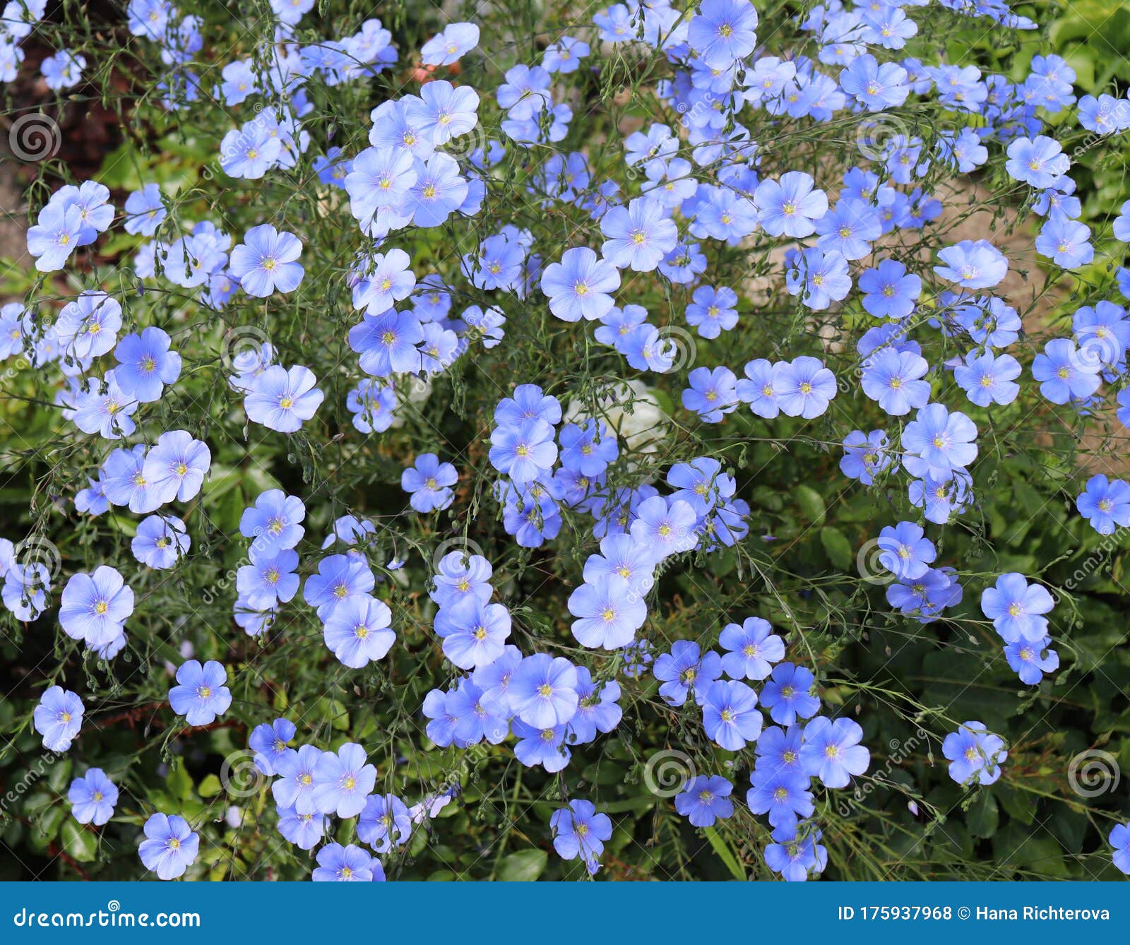 A Field of Blue Flax Blossoms at Spring Shallow Depth of Field. Flower ...