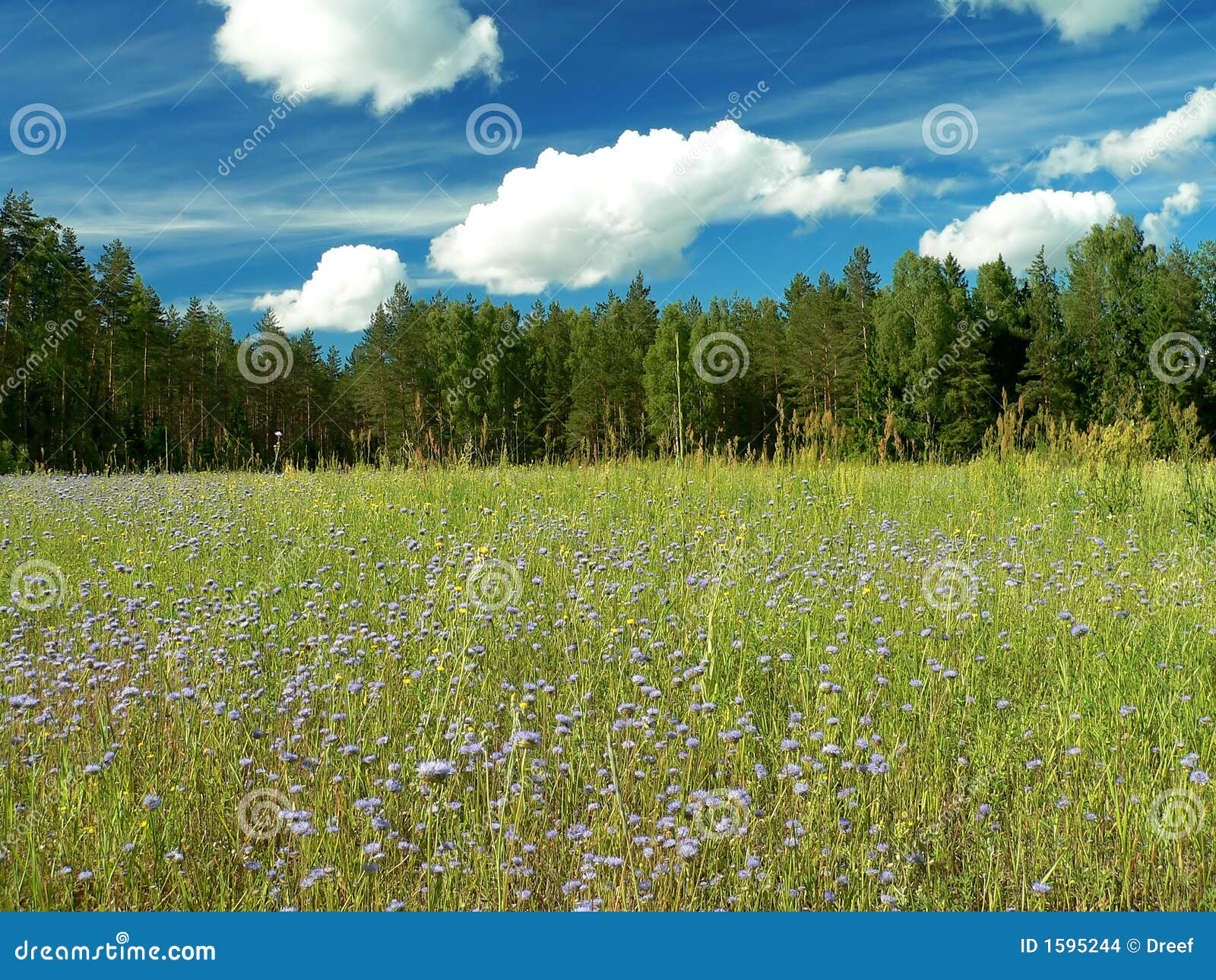 Field of blue flowers stock photo. Image of farmland, cloud - 1595244