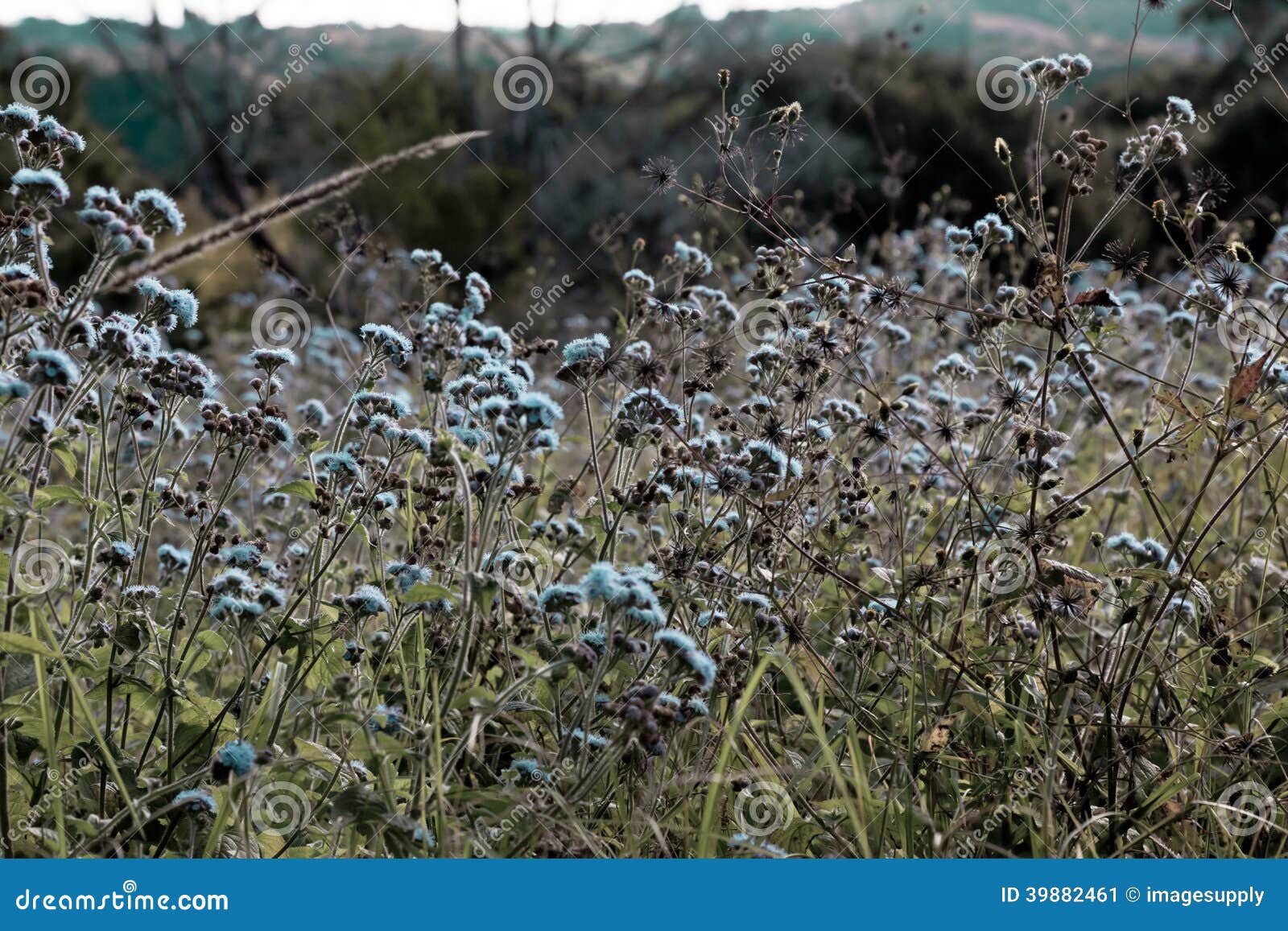 Field of blue flowers stock image. Image of beautiful - 39882461