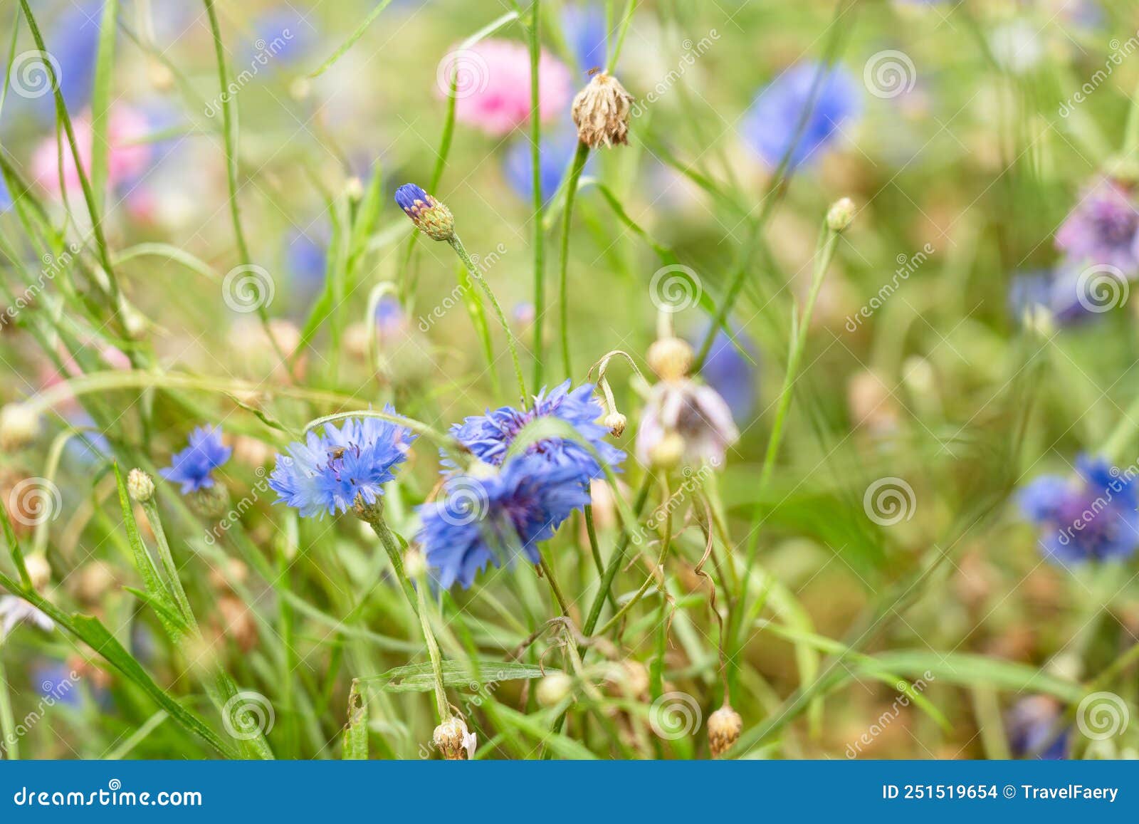 Field Blue Flowers in Summer Meadow Stock Photo - Image of bright ...