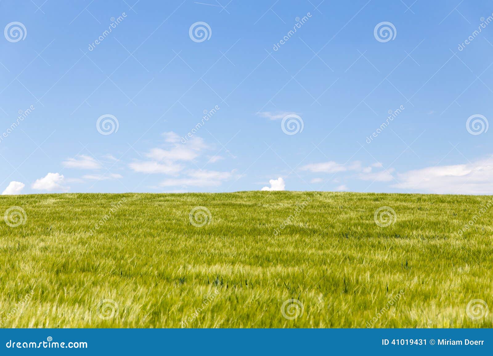 Field with Blue Horizon and Copy Space Stock Image - Image of nature ...