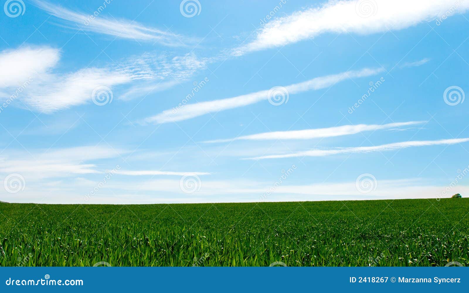 Field and blue sky stock image. Image of meadow, countryside - 2418267