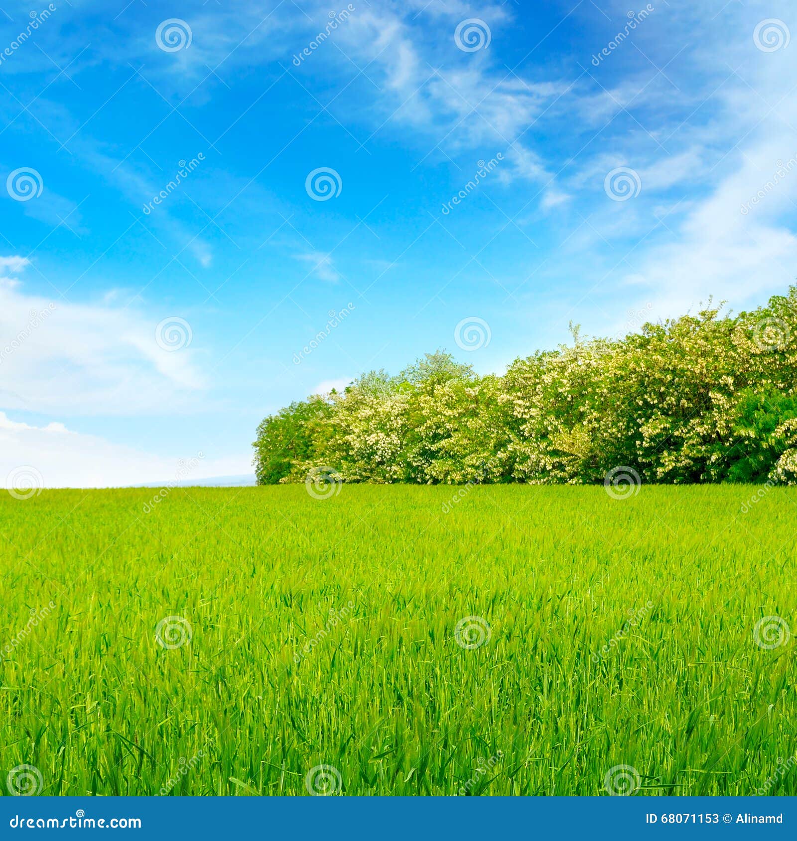 Field, Blue Sky and Locust Tree. Stock Image - Image of country, cloud ...