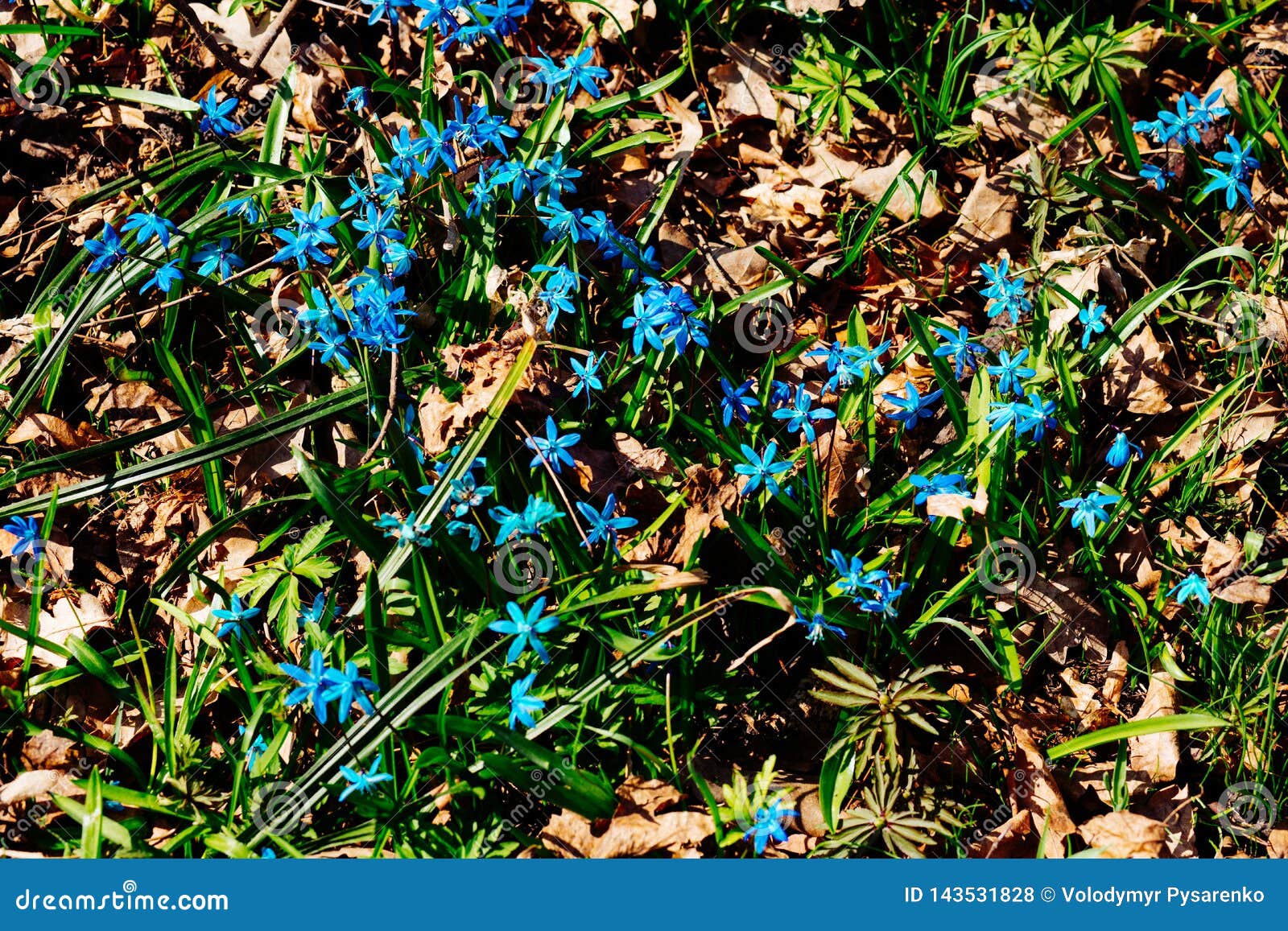 Field of Blue Snowdrops in the Forest Stock Photo - Image of blossom ...