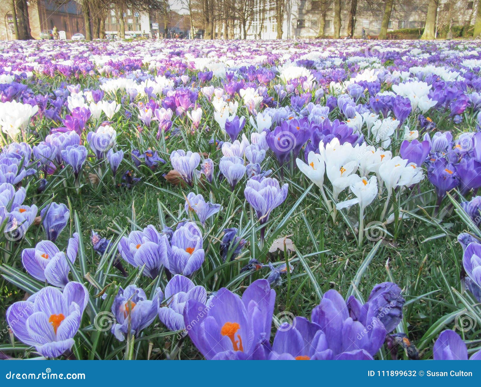Field of Blue, White and Violet Crocuses Stock Photo - Image of bunch ...