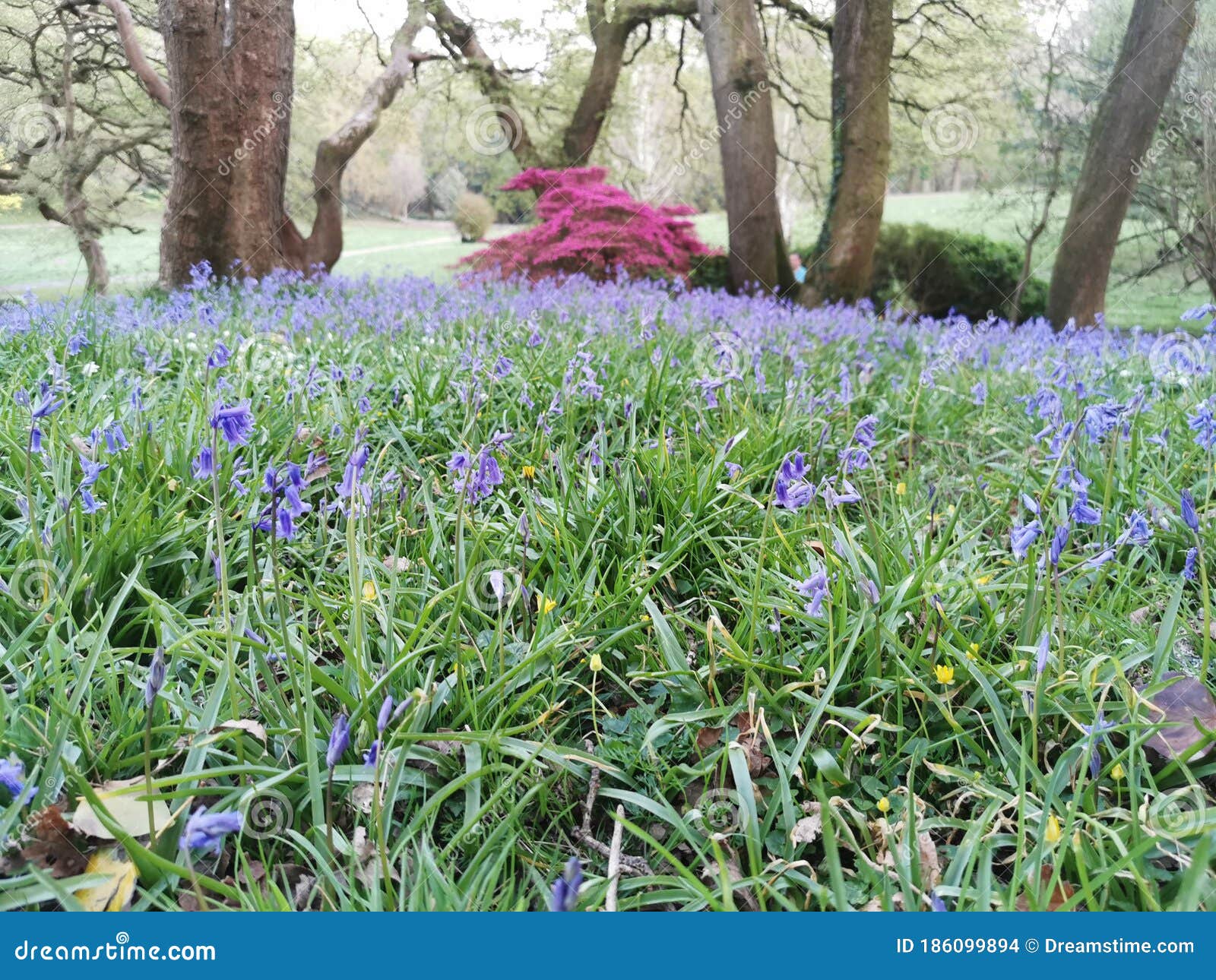 Field of bluebells stock photo. Image of lavender, woodland - 186099894