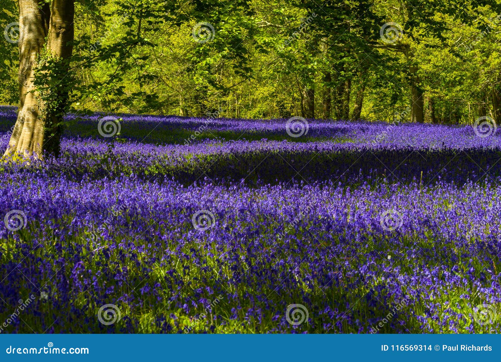 Bluebells in Cornwall stock photo. Image of field, grass - 116569314