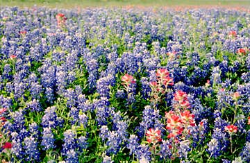 Field of Bluebonnets stock photo. Image of bluebonnet, background - 631026
