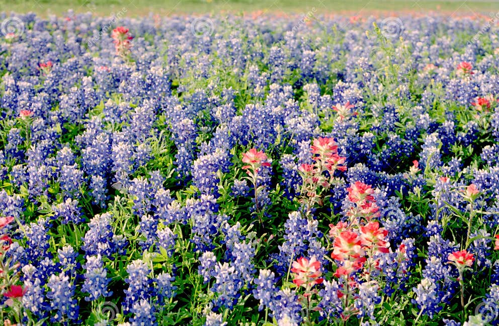 Field of Bluebonnets stock photo. Image of bluebonnet, background - 631026