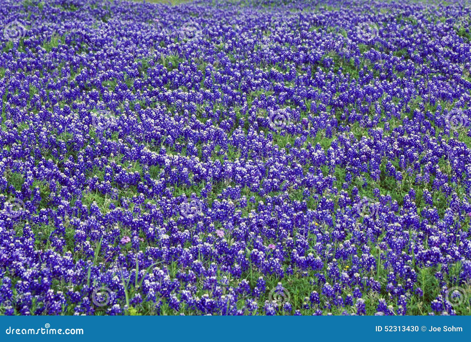 Field of Bluebonnets in Bloom Spring Willow City Loop Rd. TX Stock ...
