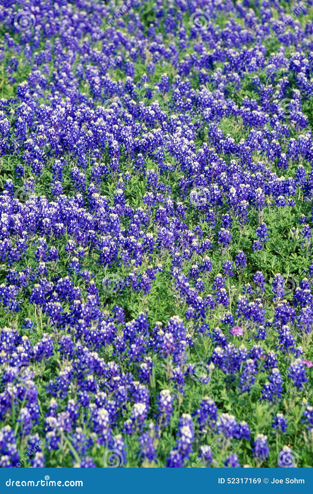 Field of Bluebonnets in Bloom Spring Willow City Loop Rd. TX Stock ...