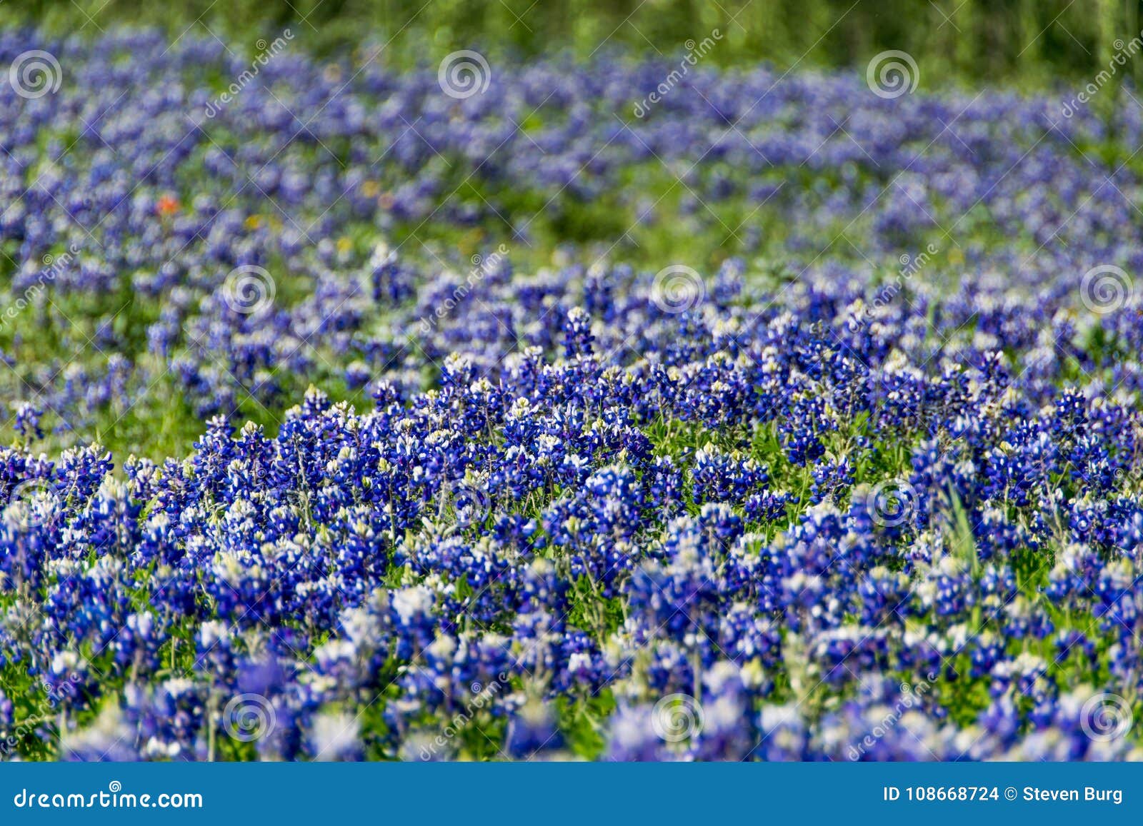 Field of Bluebonnets stock photo. Image of natural, beauty - 108668724