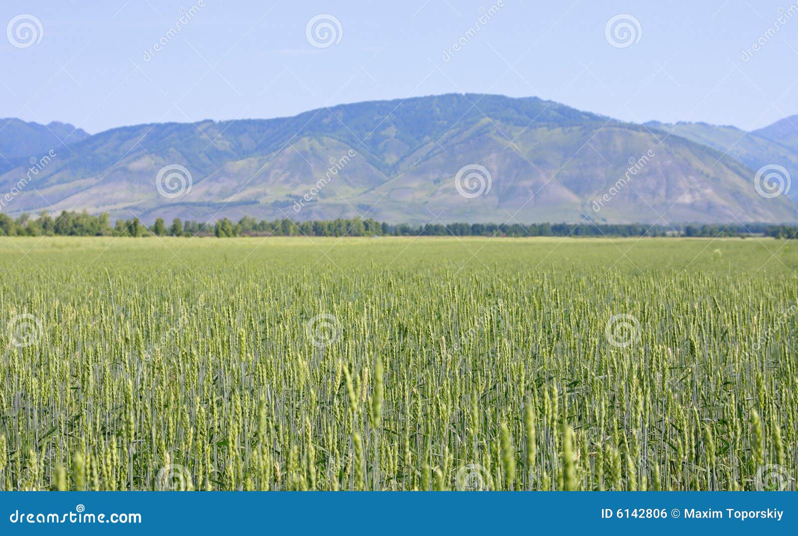 Field of bread grains stock photo. Image of field, land - 6142806