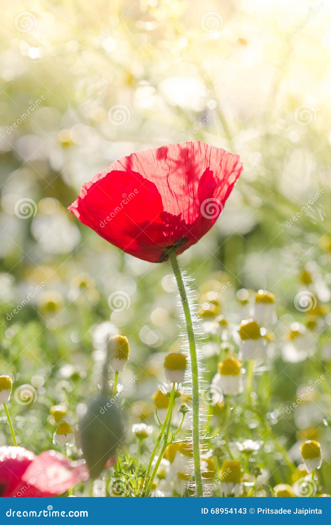 Field of Bright Red Corn Poppy Stock Image - Image of bright, nature ...