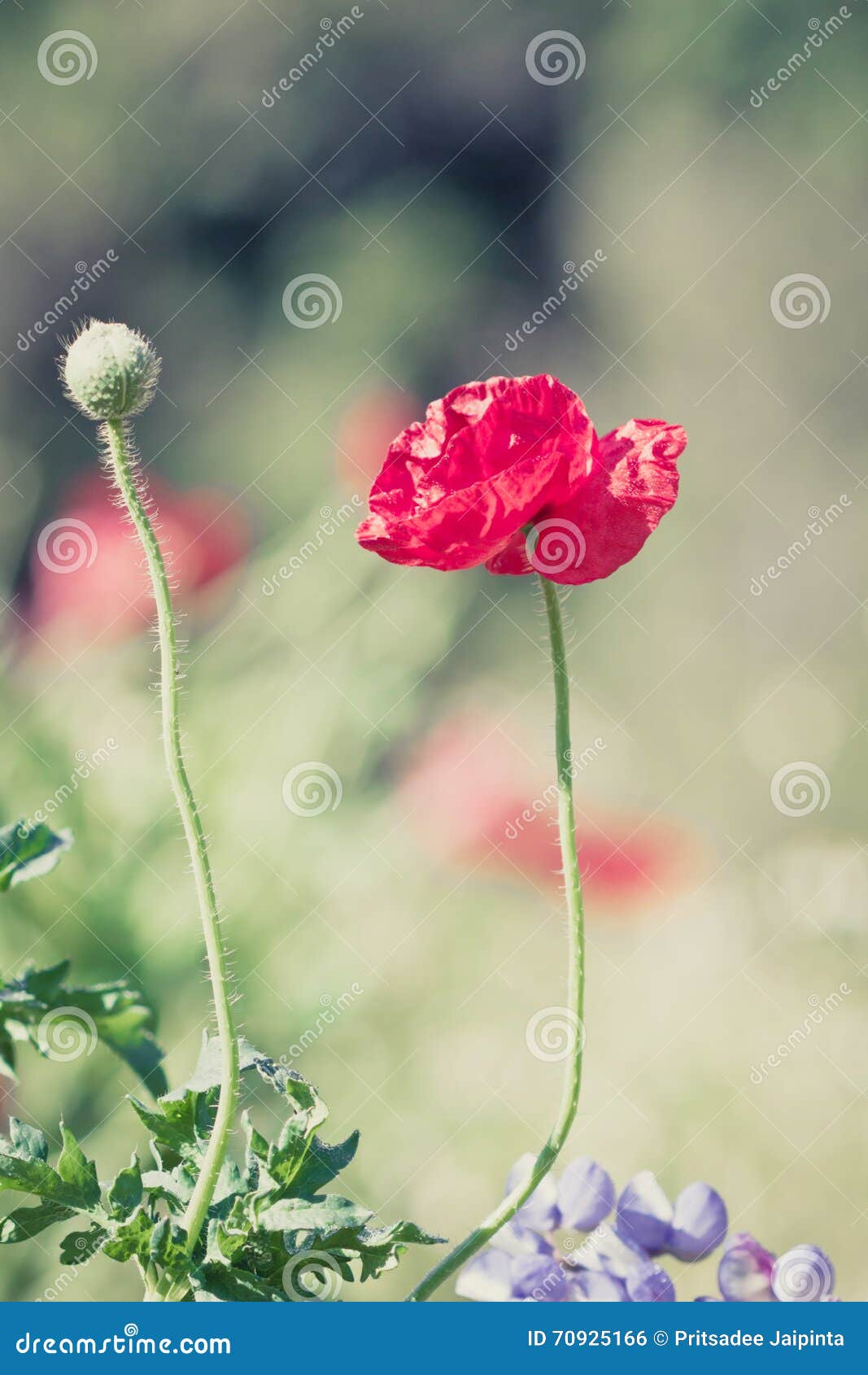 Field of Bright Red Corn Poppy Flowers Stock Photo - Image of beauty ...