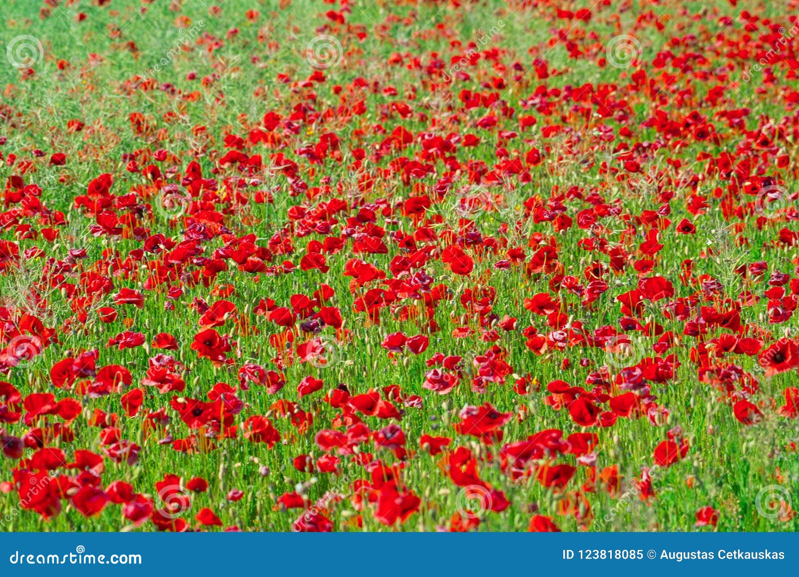 Field of Bright Red Corn Poppy Flowers in Summer Stock Image - Image of ...