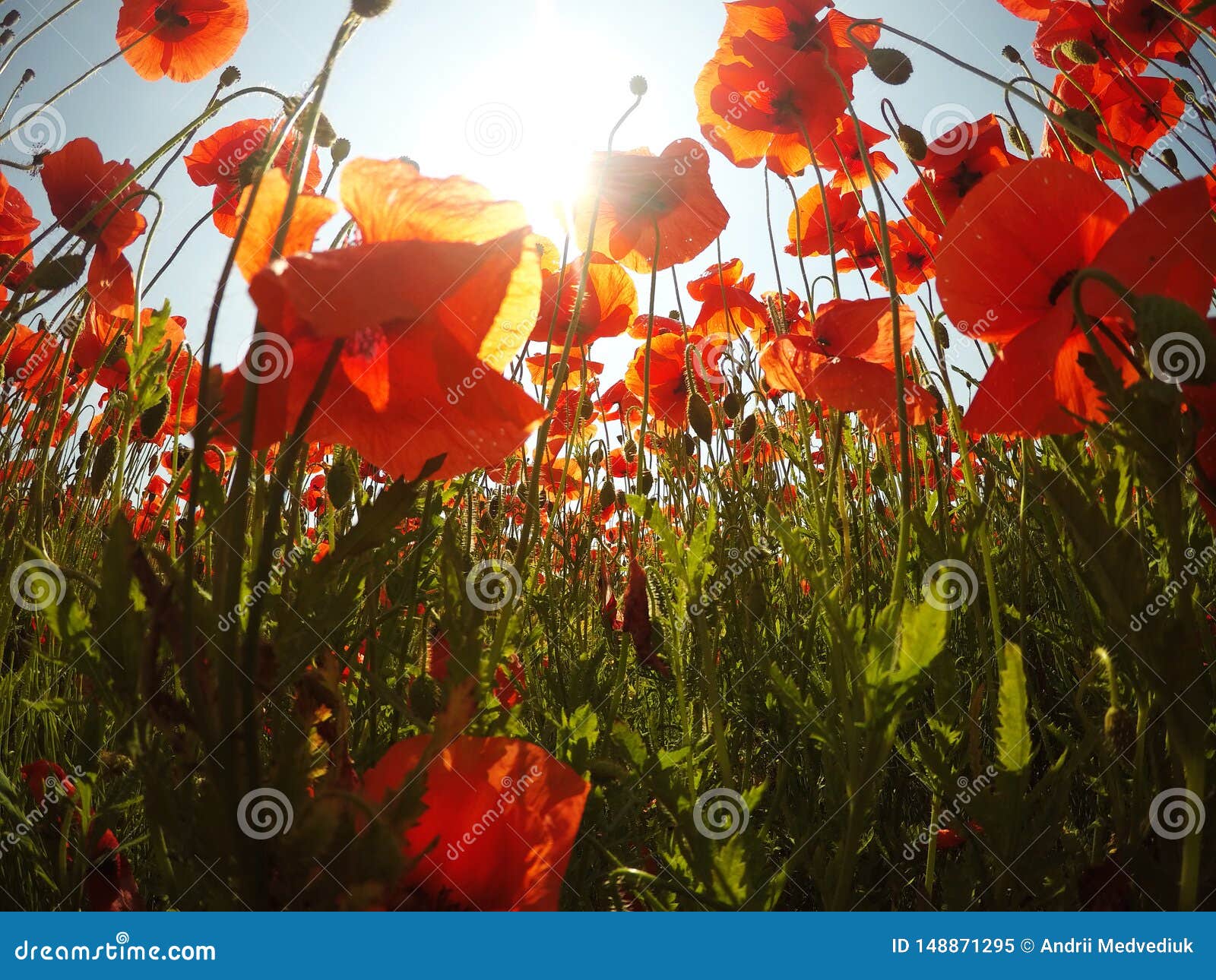 Field of Bright Red Corn Poppy Flowers in Summer Stock Image - Image of ...